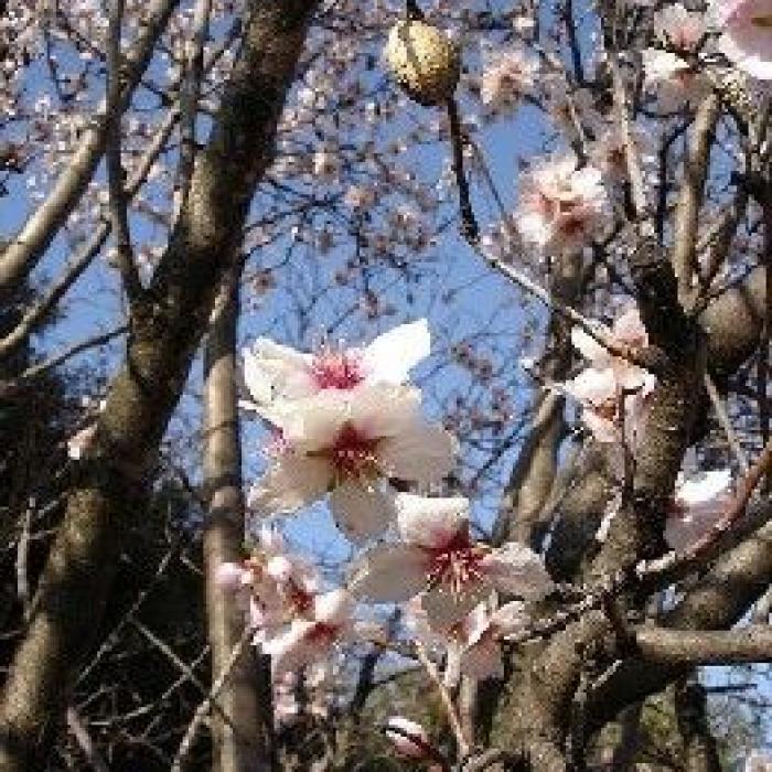 Amandier : présentation et conseils de culture