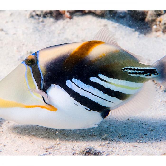 Aquarium : le top 5 des plus beaux poissons exotiques