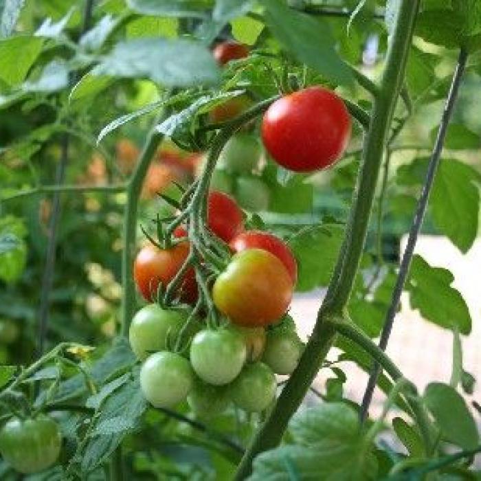 Comment planter des tomates