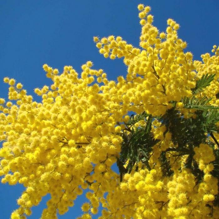 Comment rempoter et entretenir un mimosa