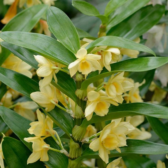 Dendrobium nobile : l'entretien de l'orchidée bambou en 5 questions