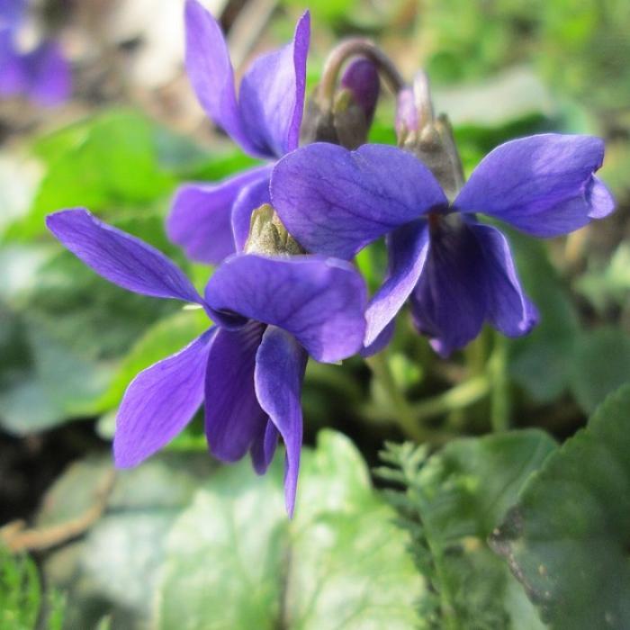 Fleurs : 8 choses à savoir sur la violette