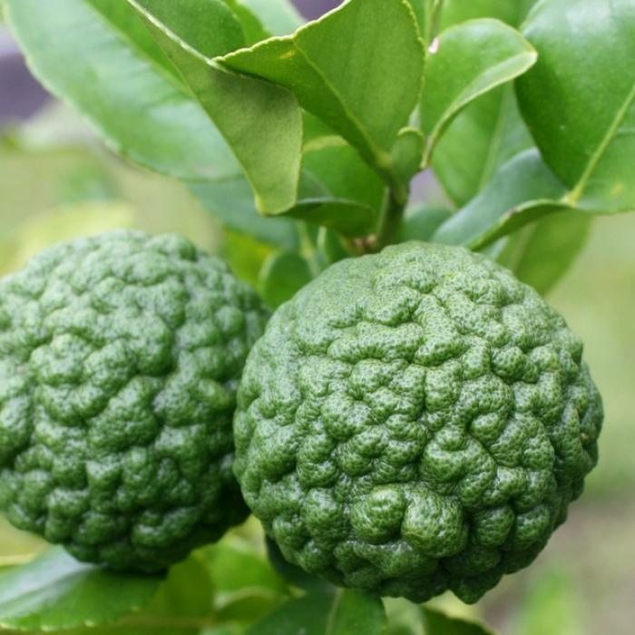 Jardin : 5 choses à savoir sur le combava