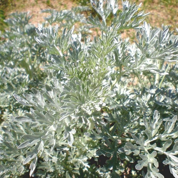 Jardinage naturel : comment utiliser l'absinthe au jardin