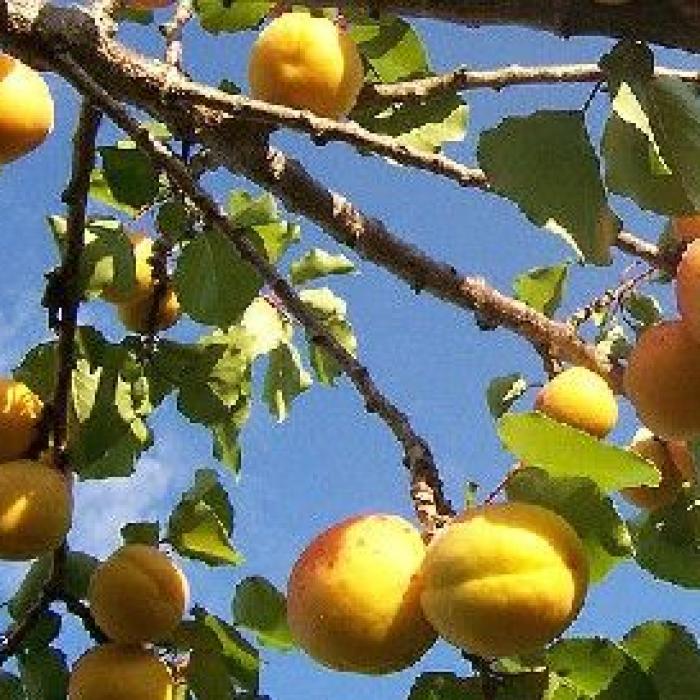 L'abricotier : présentation et conseils d'entretien