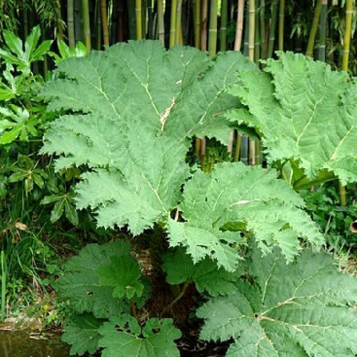 La Gunnera manicata : une plante spectaculaire
