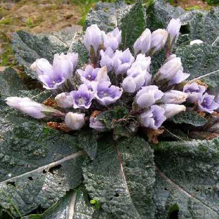 La mandragore : une plante entourée de magie