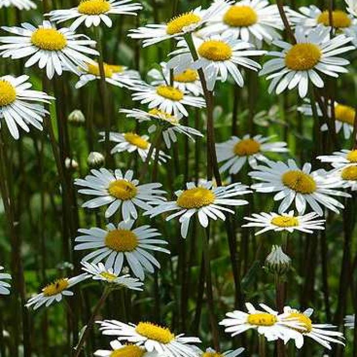 La marguerite : culture et utilisations