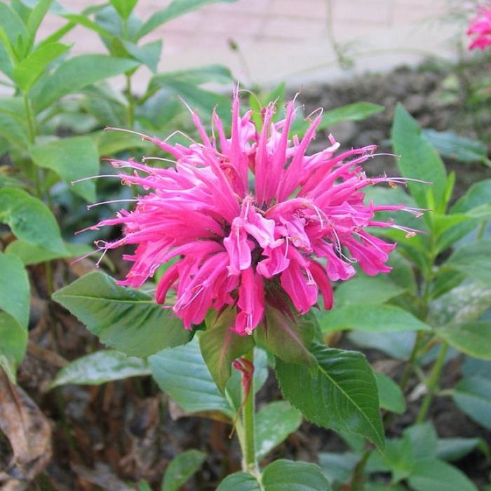 La monarde : 5 bonnes raisons de cultiver cette plante