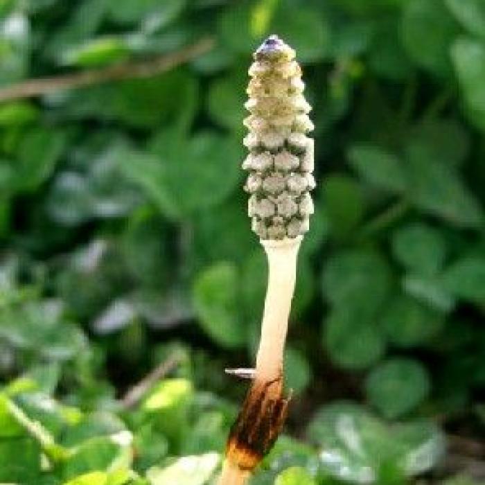 La prêle et ses utilisations en phytothérapie