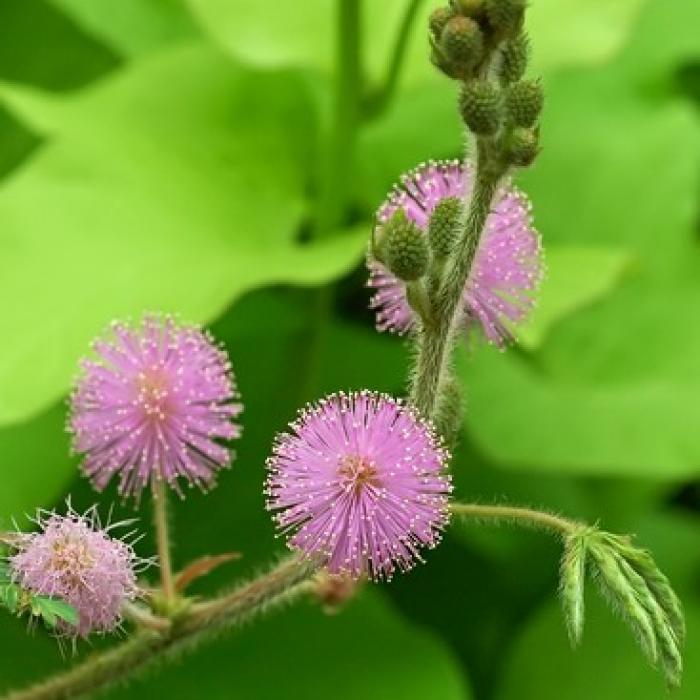 La sensitive ou Mimosa pudica : présentation et entretien