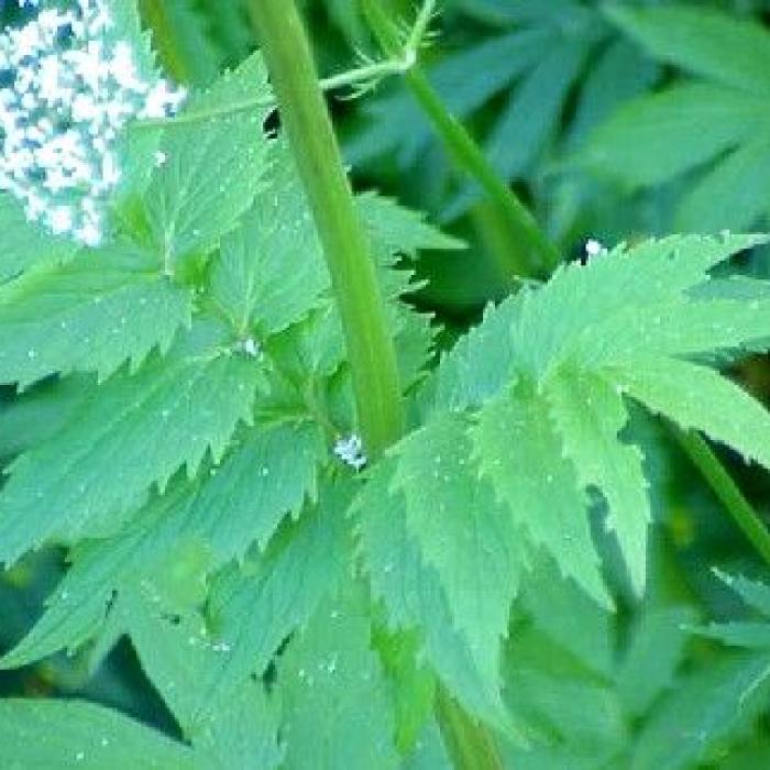 La valériane : propriétés et utilisations