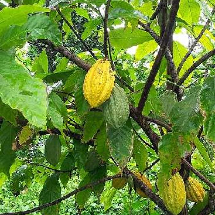 Le cacaoyer : présentation et culture