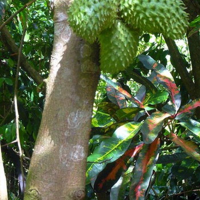 Le corossol : présentation et culture