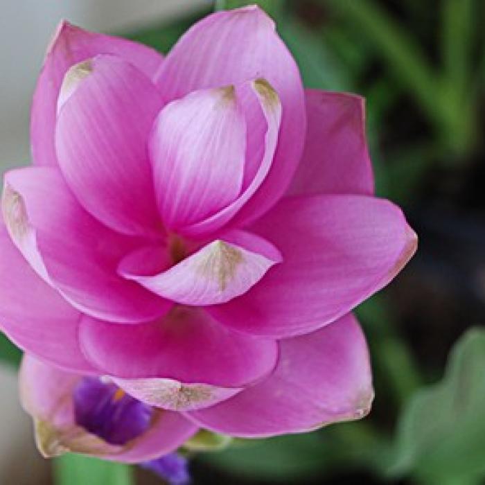 Le curcuma d'ornement : présentation et culture