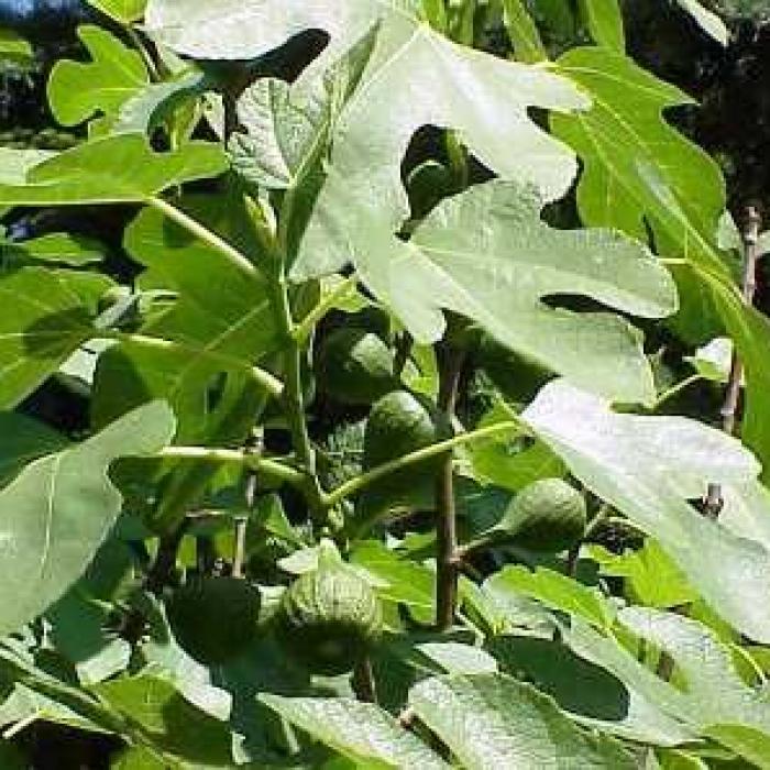 Le figuier : un arbre facile à cultiver