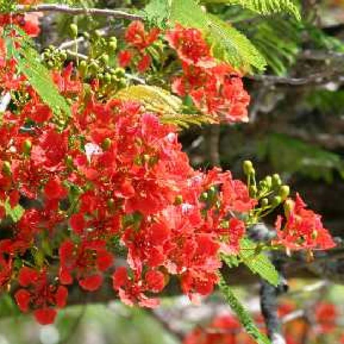 Le flamboyant : une floraison spectaculaire