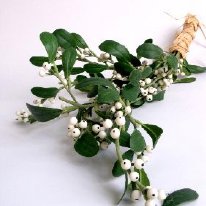 Le gui : symbole et traditions