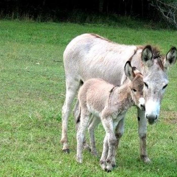 Le lait d'ânesse : un concentré de bienfaits