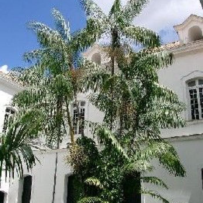 Le palmier : une plante ornementale aux allures tropicales