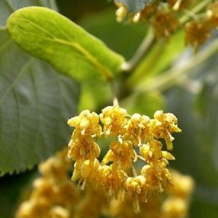 Le tilleul : quels usages en phytothérapie