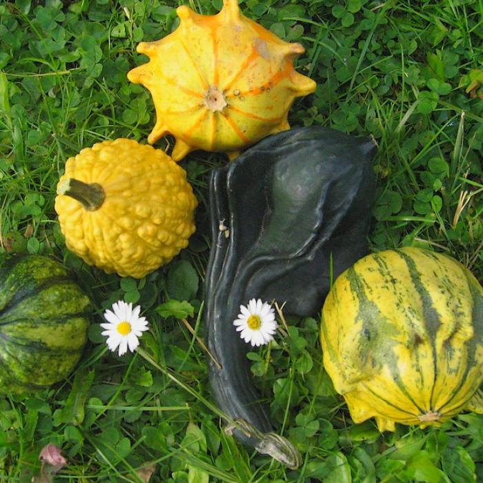 Les coloquintes : conseils de conservation et idées déco