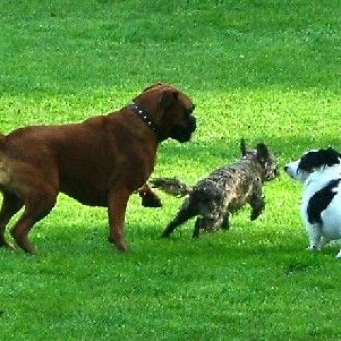 Les K9 Games : des jeux éducatifs pour les chiens