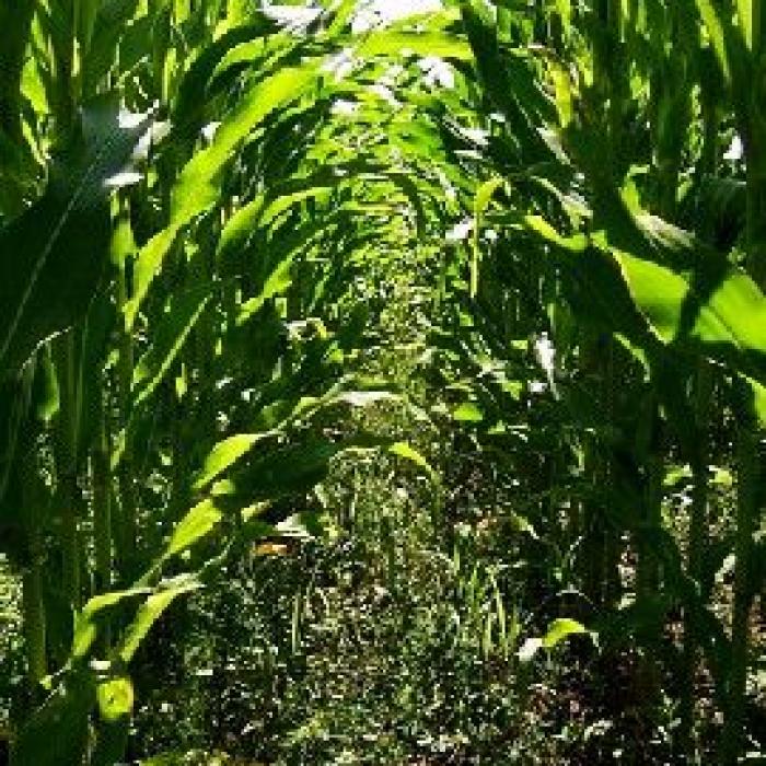 Les OGM : définition et législation française