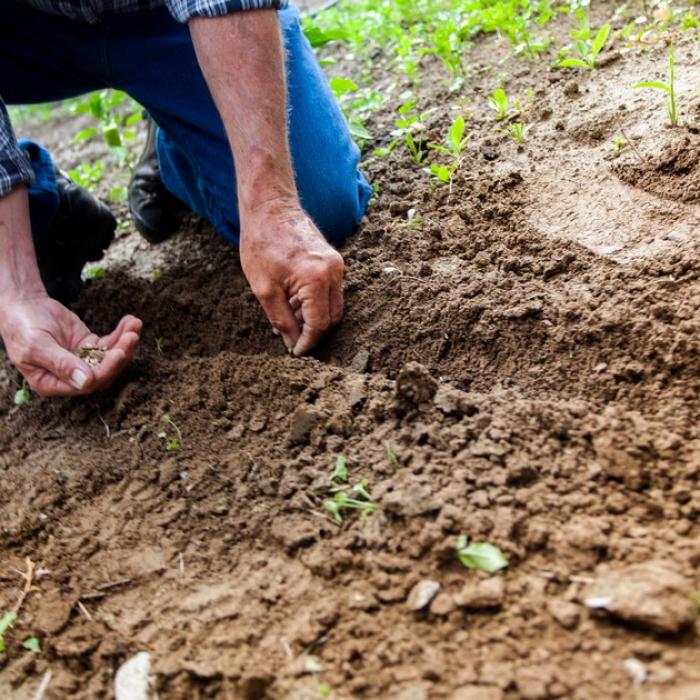 Loisirs : pourquoi jardiner
