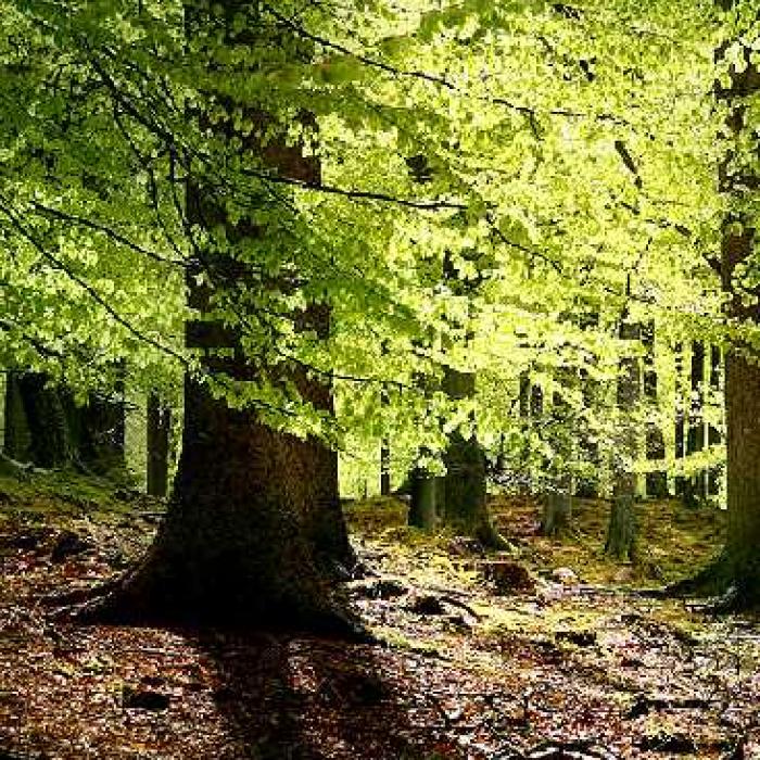 Se mettre au vert, c'est bon pour la santé